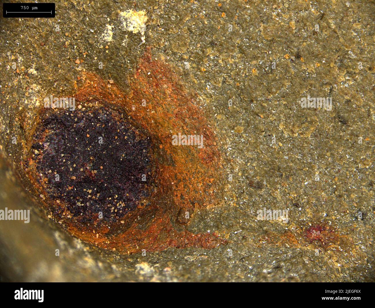 Ichnofossils hi-res stock photography and images - Alamy