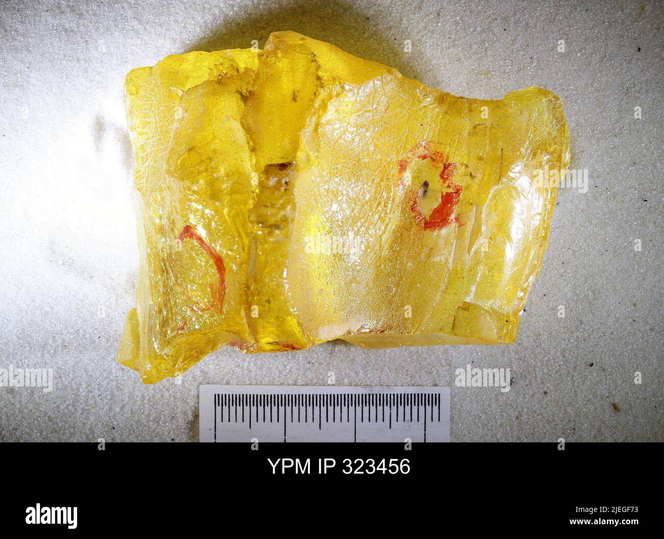 Undet araneae animalia hi-res stock photography and images - Alamy