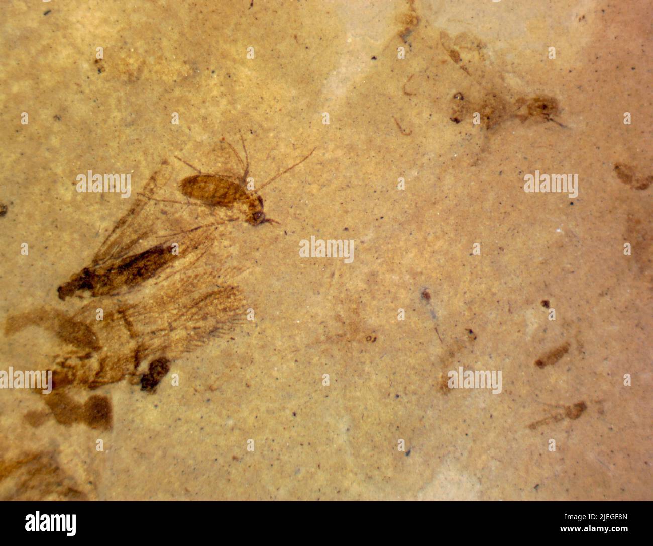 Undet pterygota animalia hi-res stock photography and images - Alamy