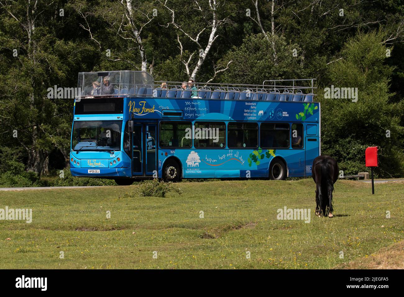 New forest tour bus hi-res stock photography and images - Alamy