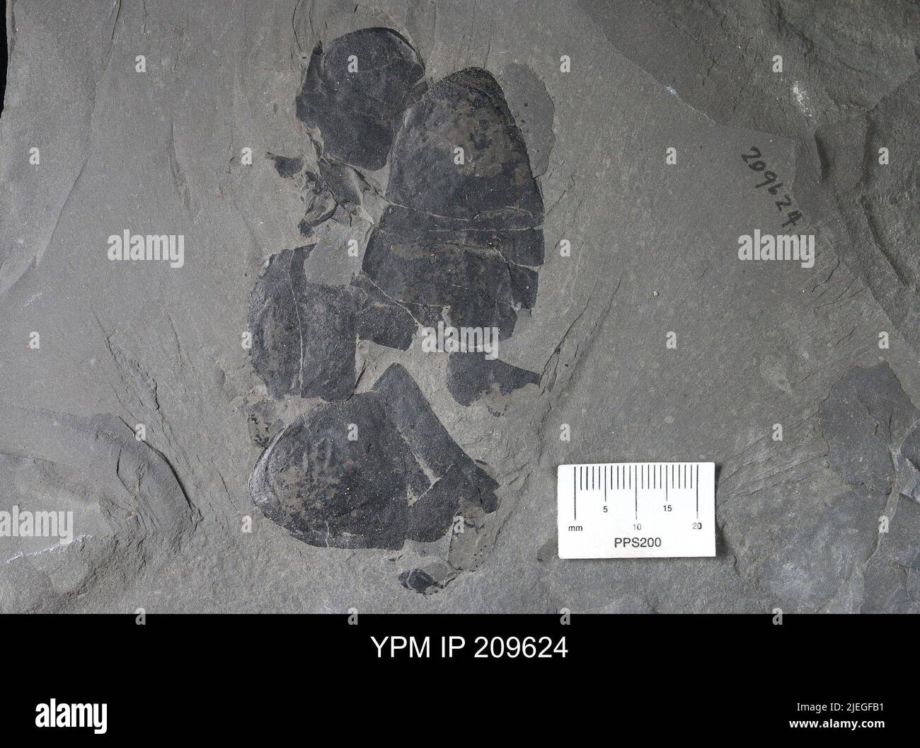 Hughmilleria socialis Sarle Stock Photo - Alamy