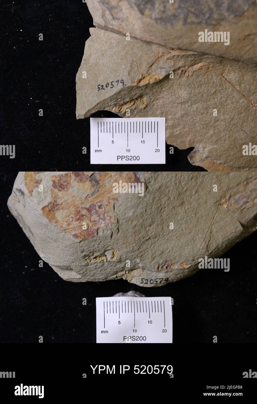 Undet homalozoa animalia hi-res stock photography and images - Alamy