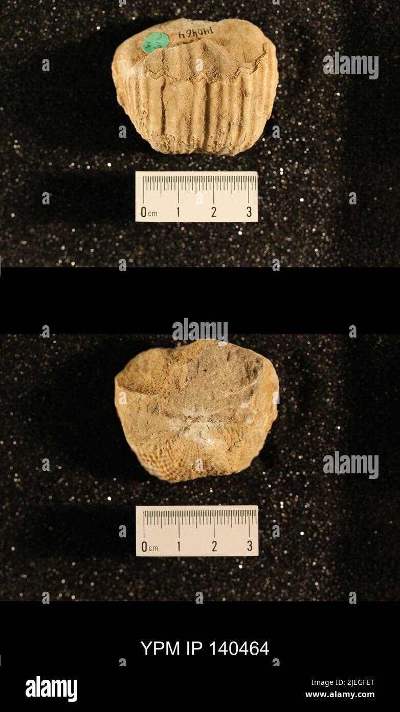 Productus (Dictyoclostus) indicus Stock Photo - Alamy