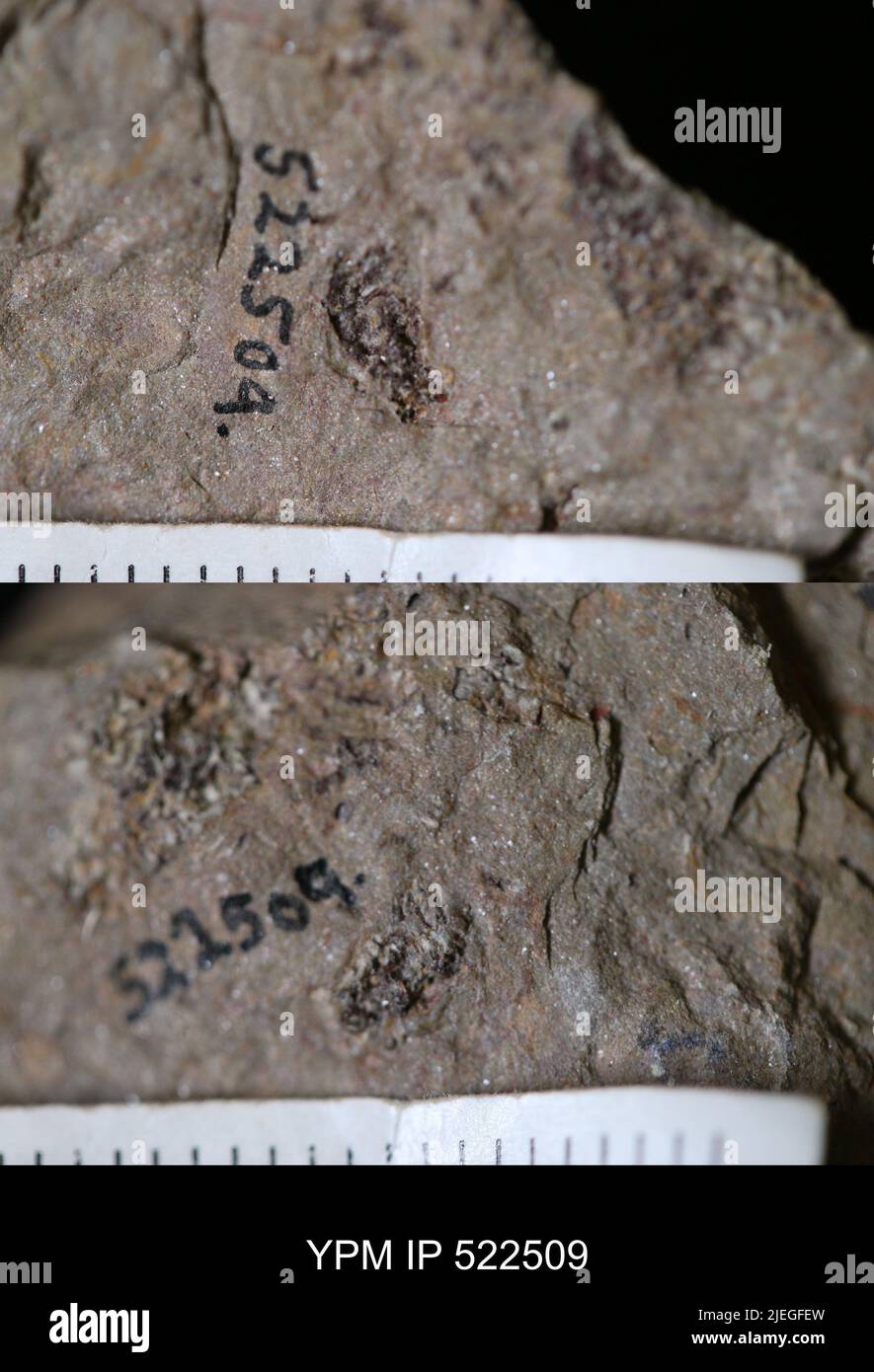 Asterozoa hi-res stock photography and images - Alamy