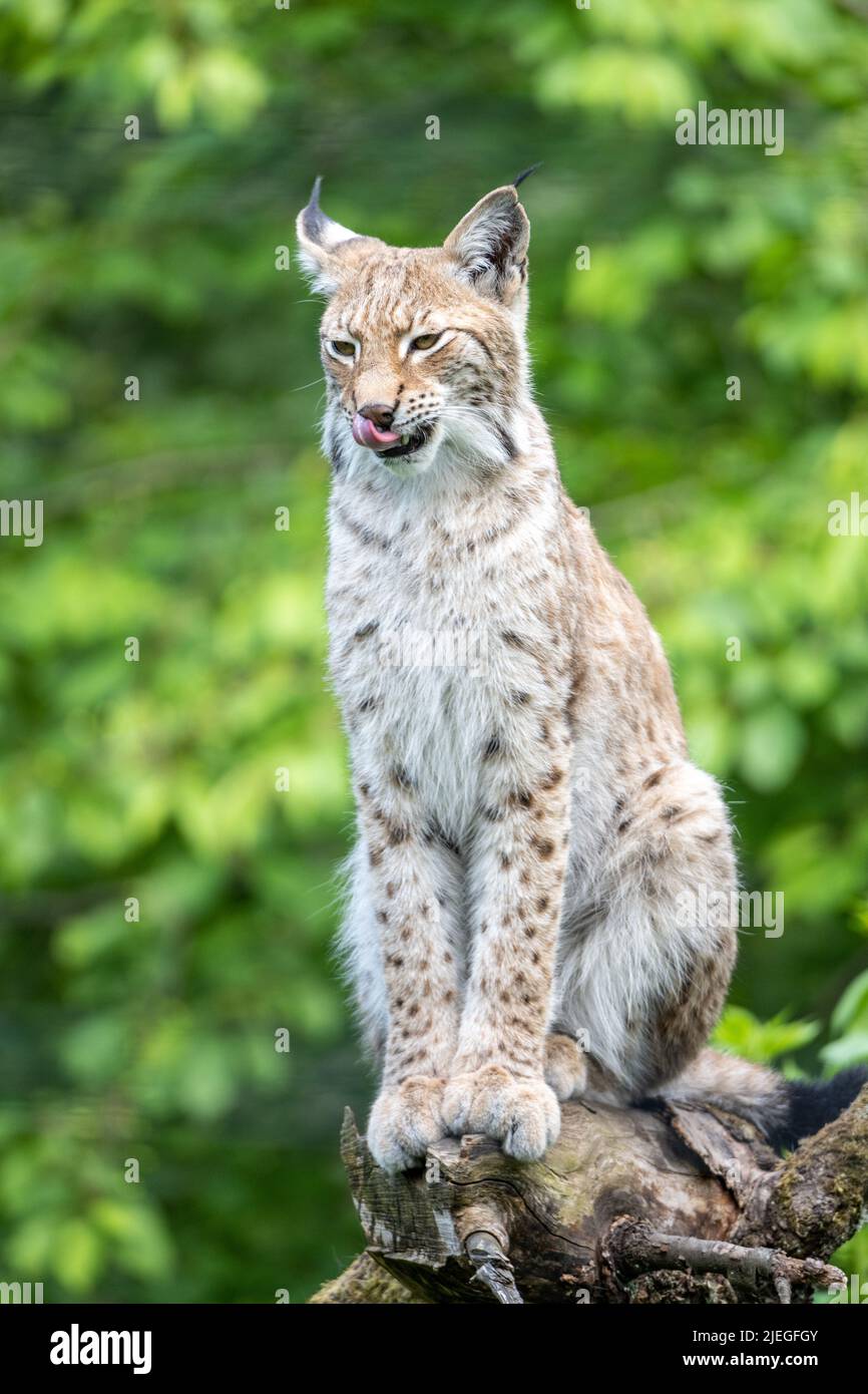Eurasian lynx lynx lynx ear hi-res stock photography and images - Alamy