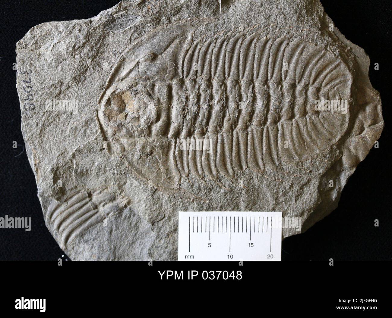 Olenoides serratus (Rominger Stock Photo - Alamy