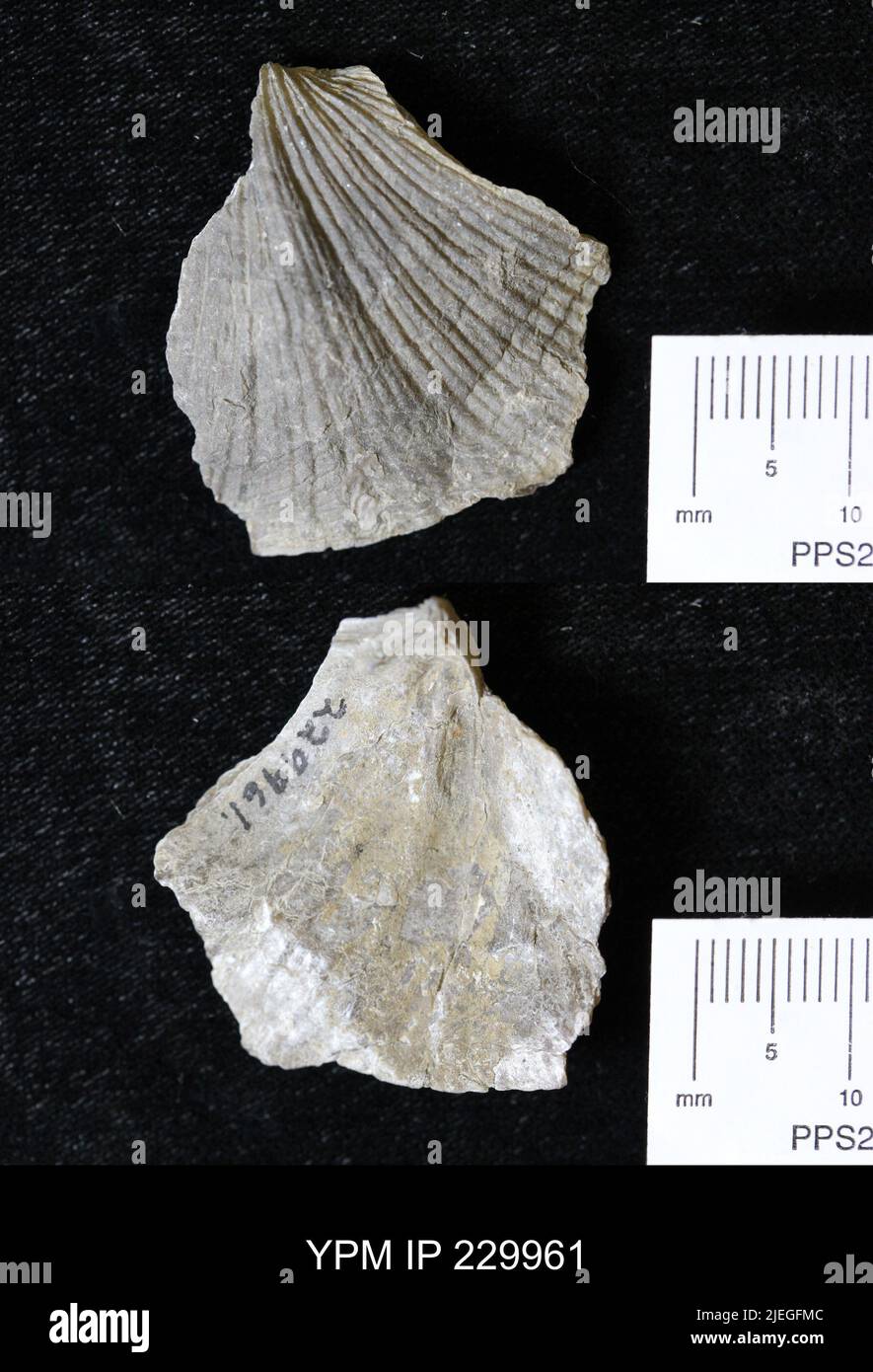 Neospirifer sp animalia hi-res stock photography and images - Alamy