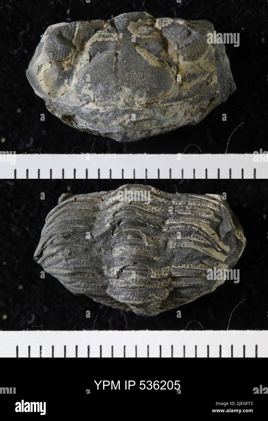 Phacops sp animalia hi-res stock photography and images - Alamy