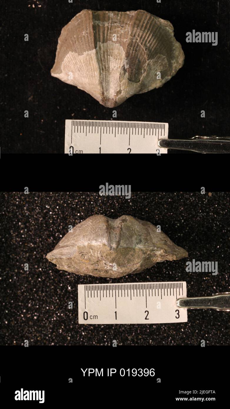 Cyrtospirifer inermis (Hall Stock Photo - Alamy