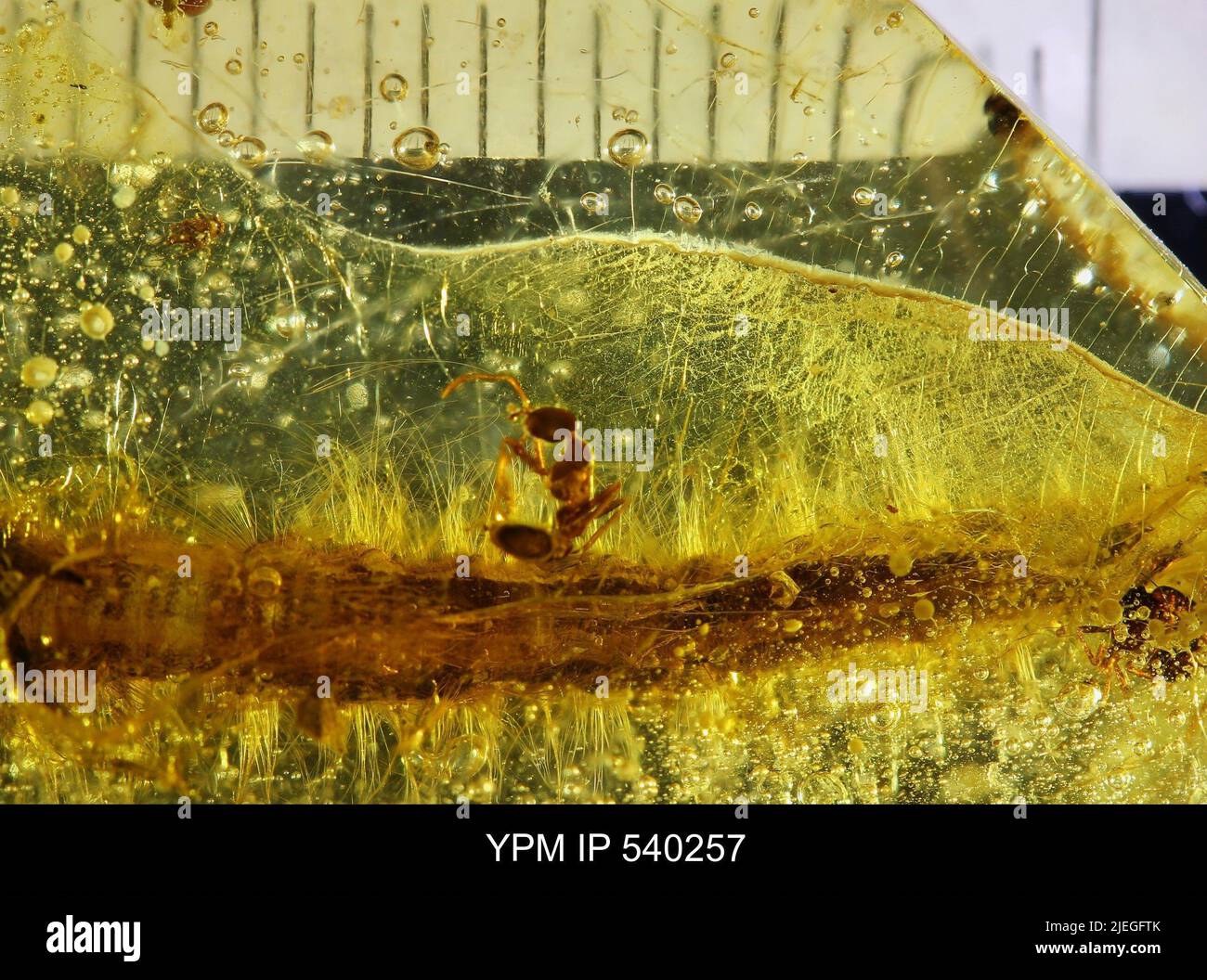 Undet formicidae animalia hi-res stock photography and images - Alamy