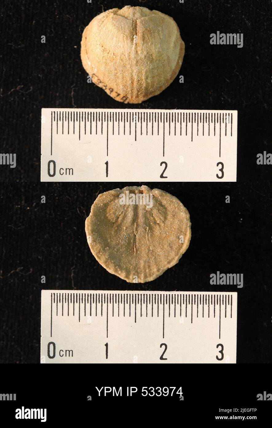 Rafinesquina minnesotensis winchell animalia hi-res stock photography ...