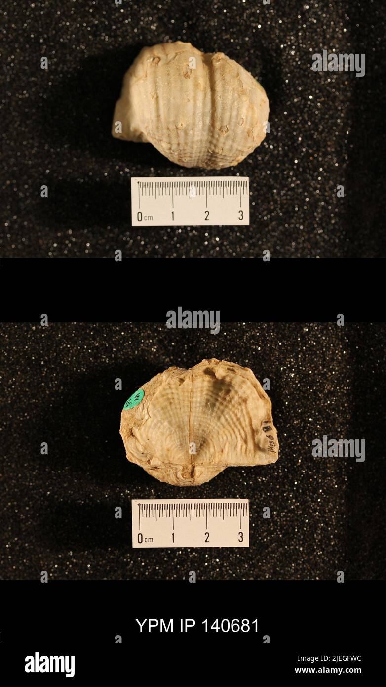 Productus (Dictyoclostus) indicus Stock Photo - Alamy
