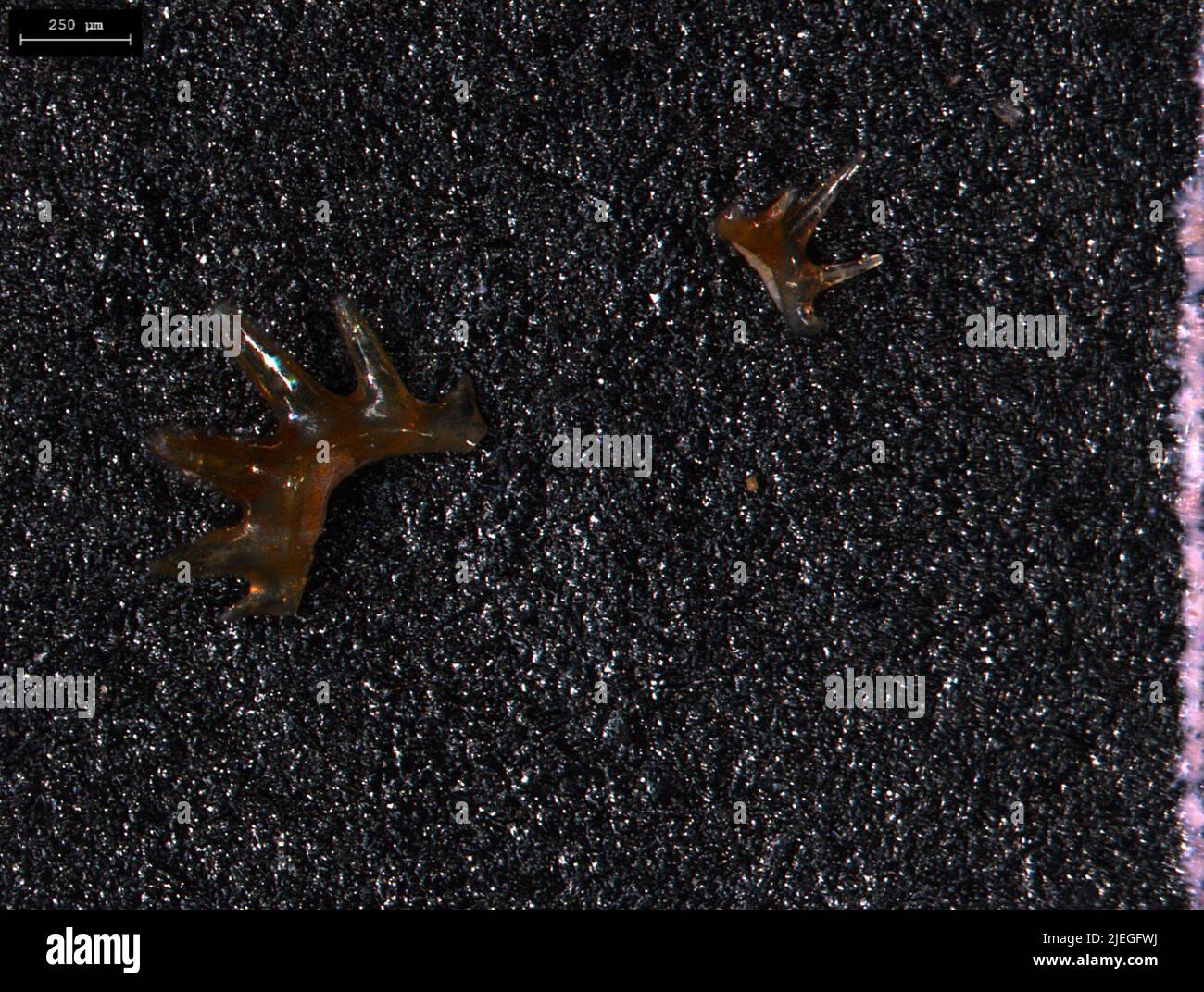Polycaulodus sp animalia hi-res stock photography and images - Alamy