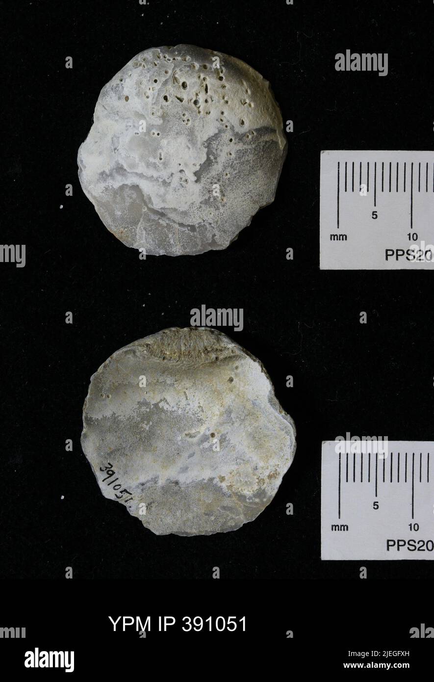 Anomia sp animalia hi-res stock photography and images - Alamy