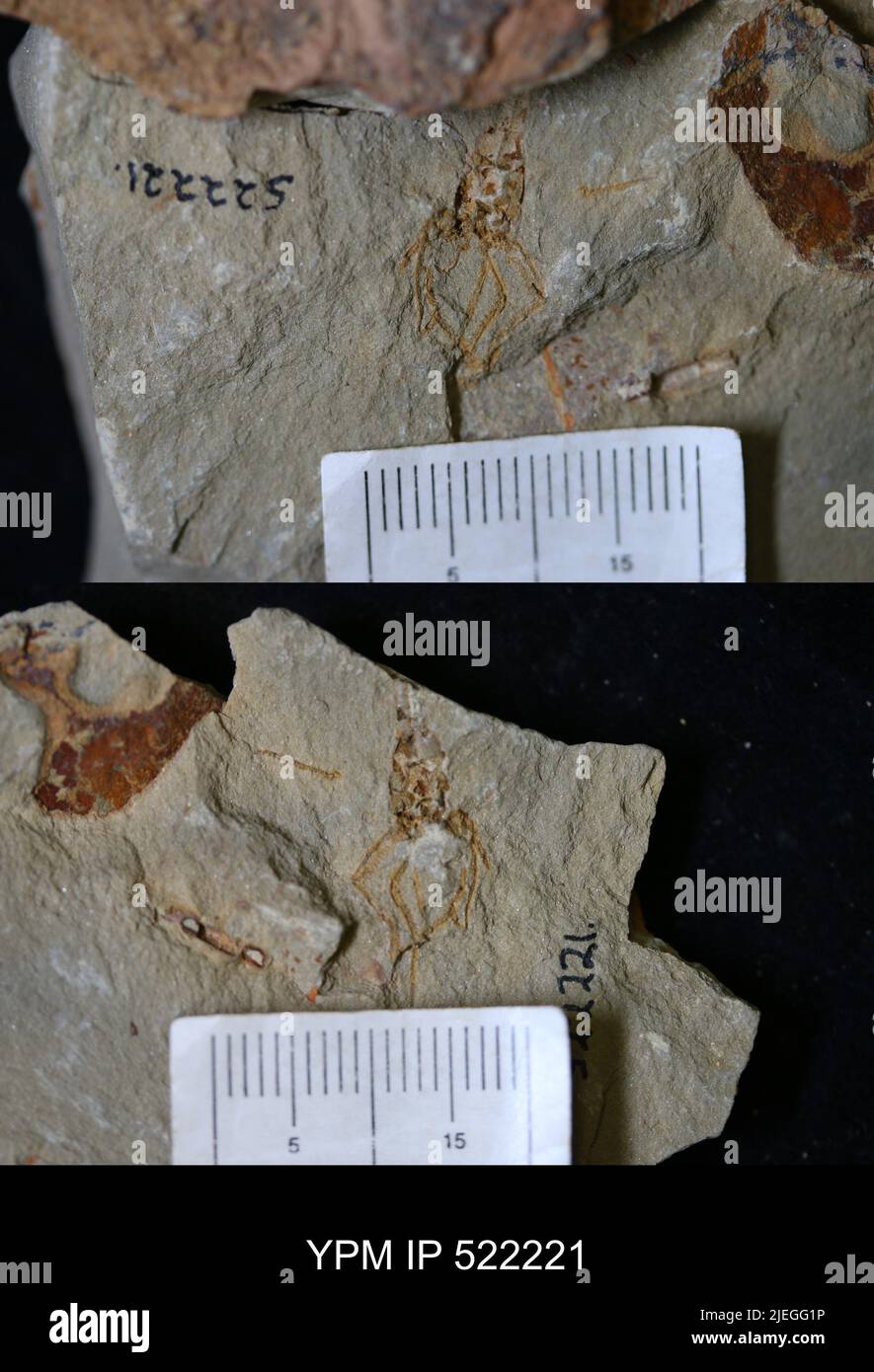 Undet echinodermata animalia hi-res stock photography and images - Alamy