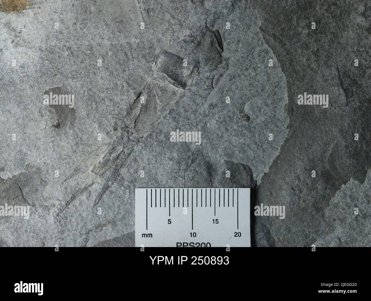 Phyllocarida hi-res stock photography and images - Alamy