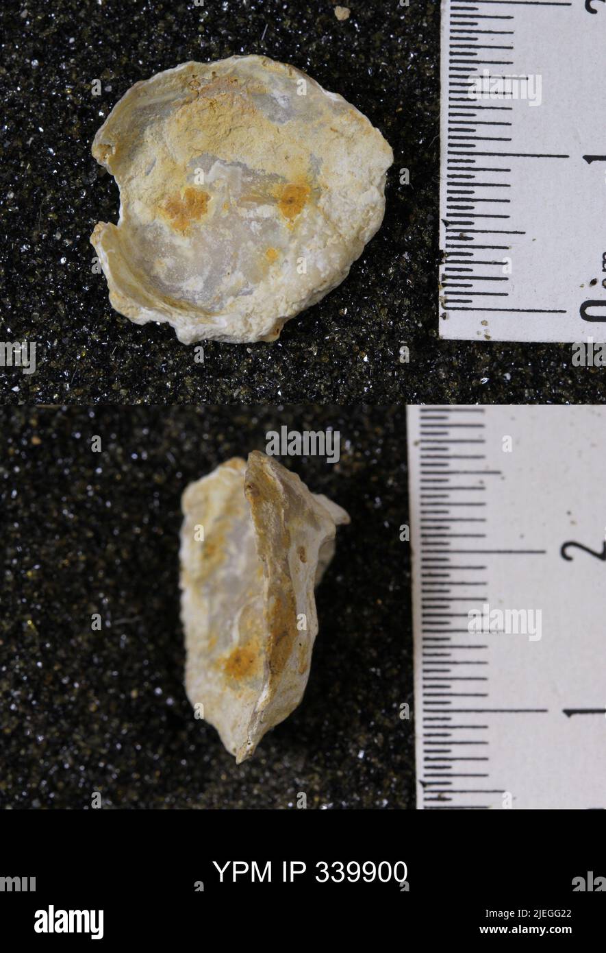 Exogyra sp animalia hi-res stock photography and images - Alamy