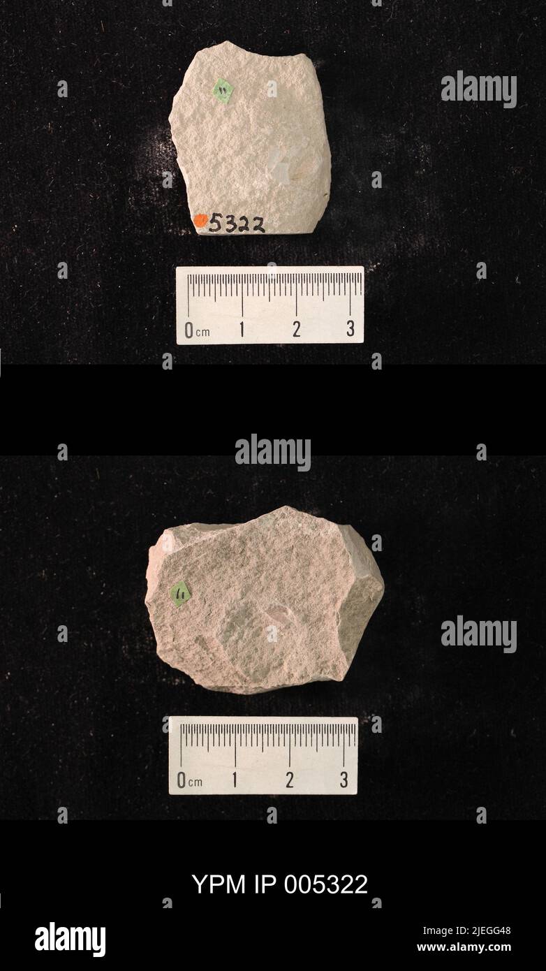 Holotype animalia hi-res stock photography and images - Alamy