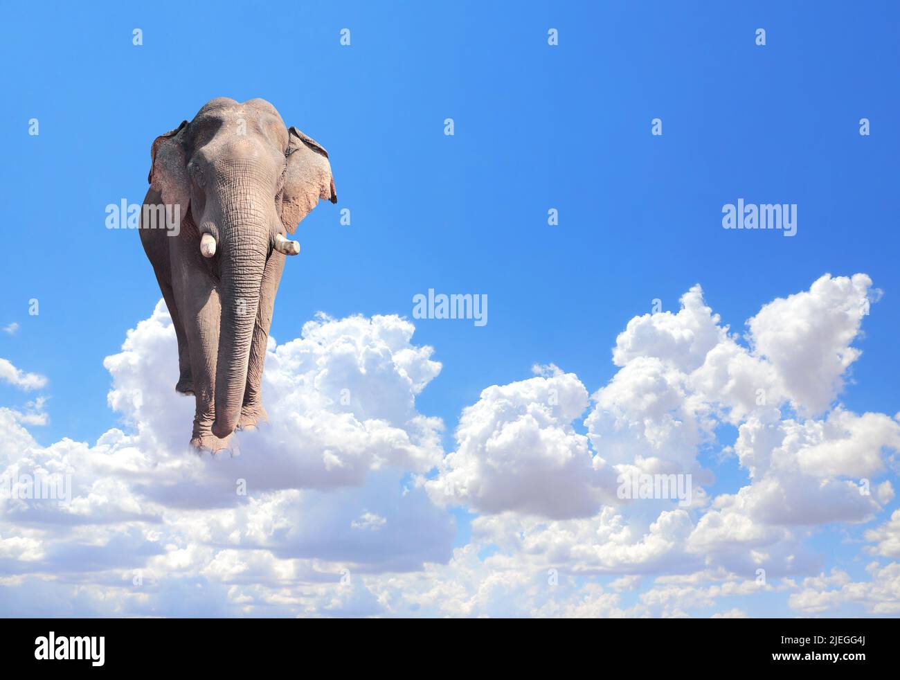 Horizontal banner with elephant above clouds on blue sky background ...