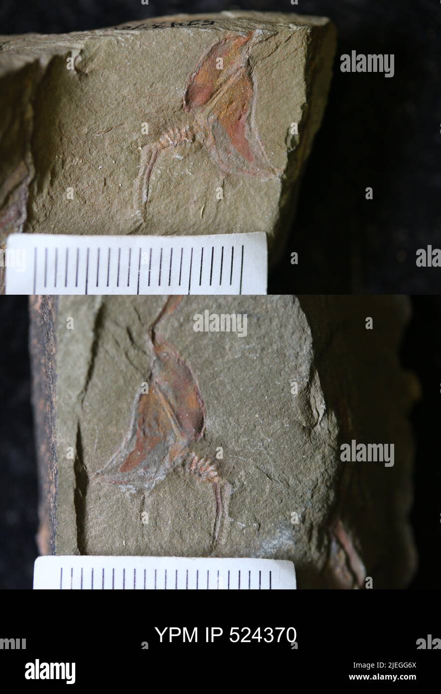 Cothurnocystis sp animalia hi-res stock photography and images - Alamy