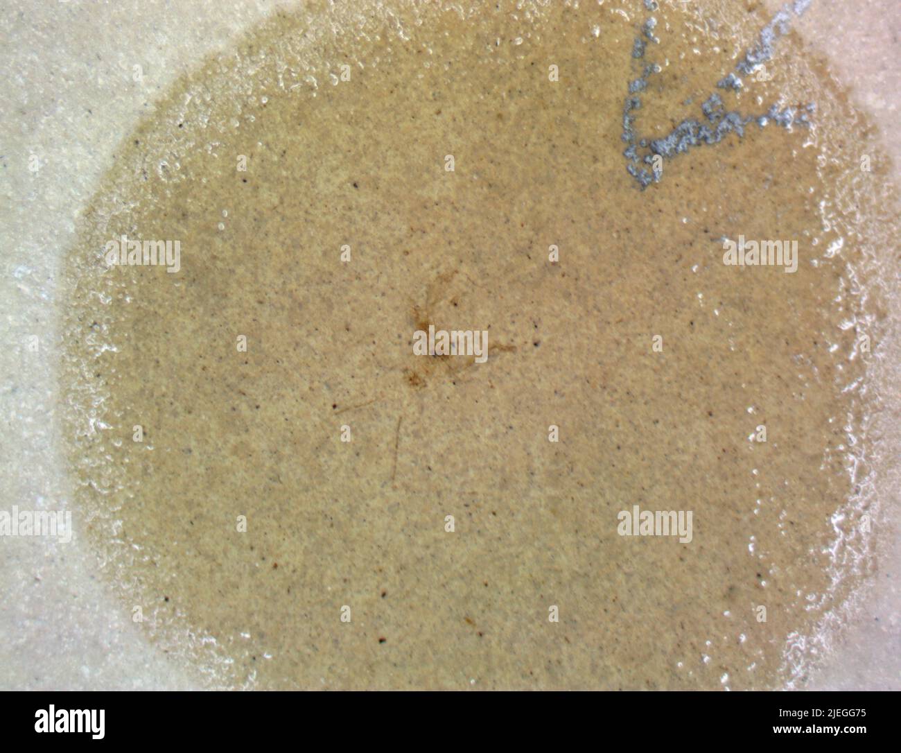 Undet pterygota animalia hi-res stock photography and images - Alamy