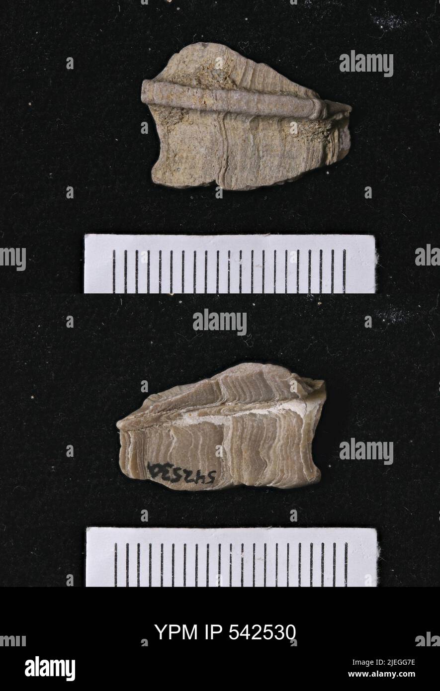 Ecphora hi-res stock photography and images - Alamy