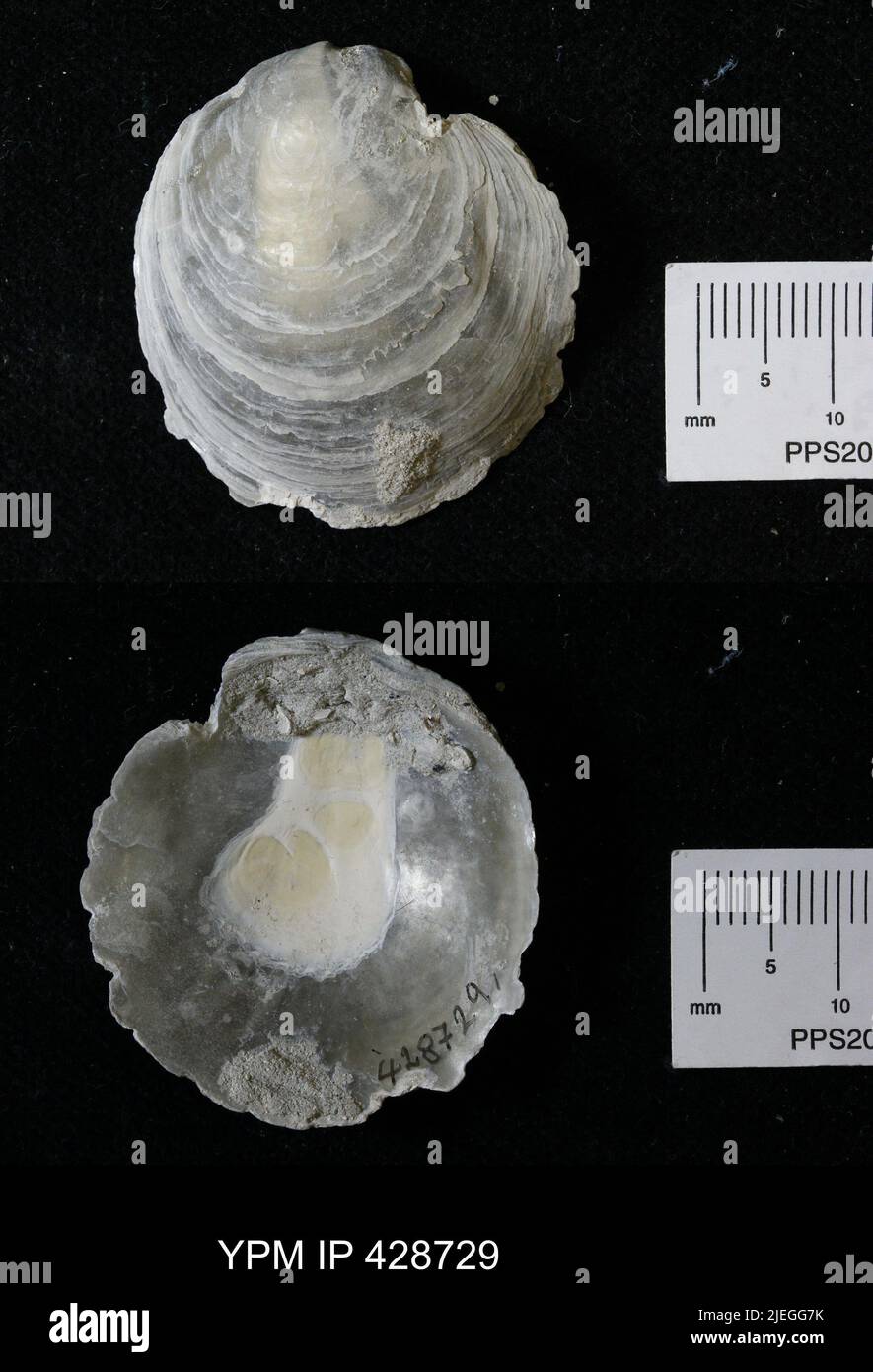 Anomia sp animalia hi-res stock photography and images - Alamy