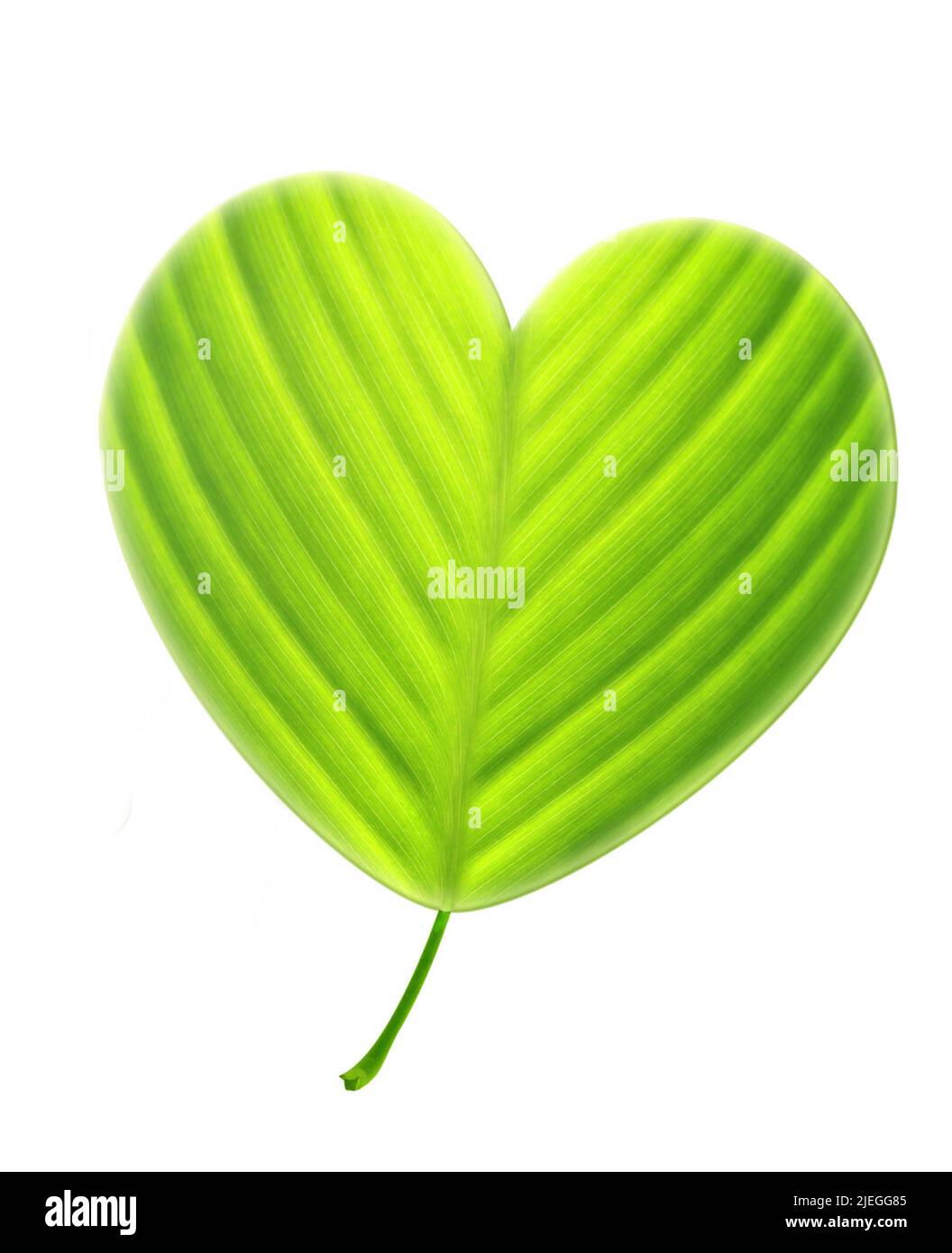 Close-up fresh green leaf texture. Horizontal or vertical background ...