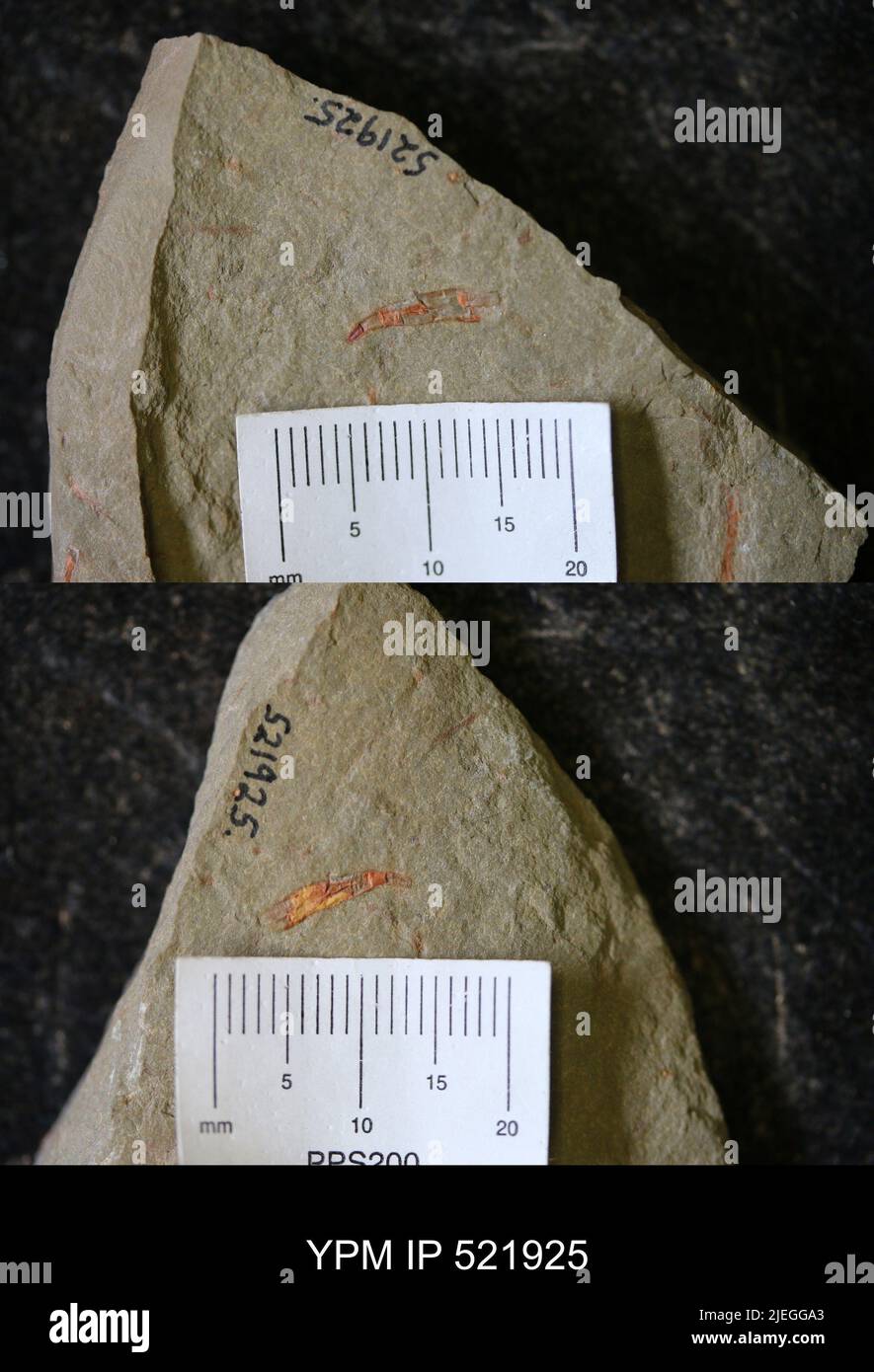 Sphenothallus sp animalia hi-res stock photography and images - Alamy