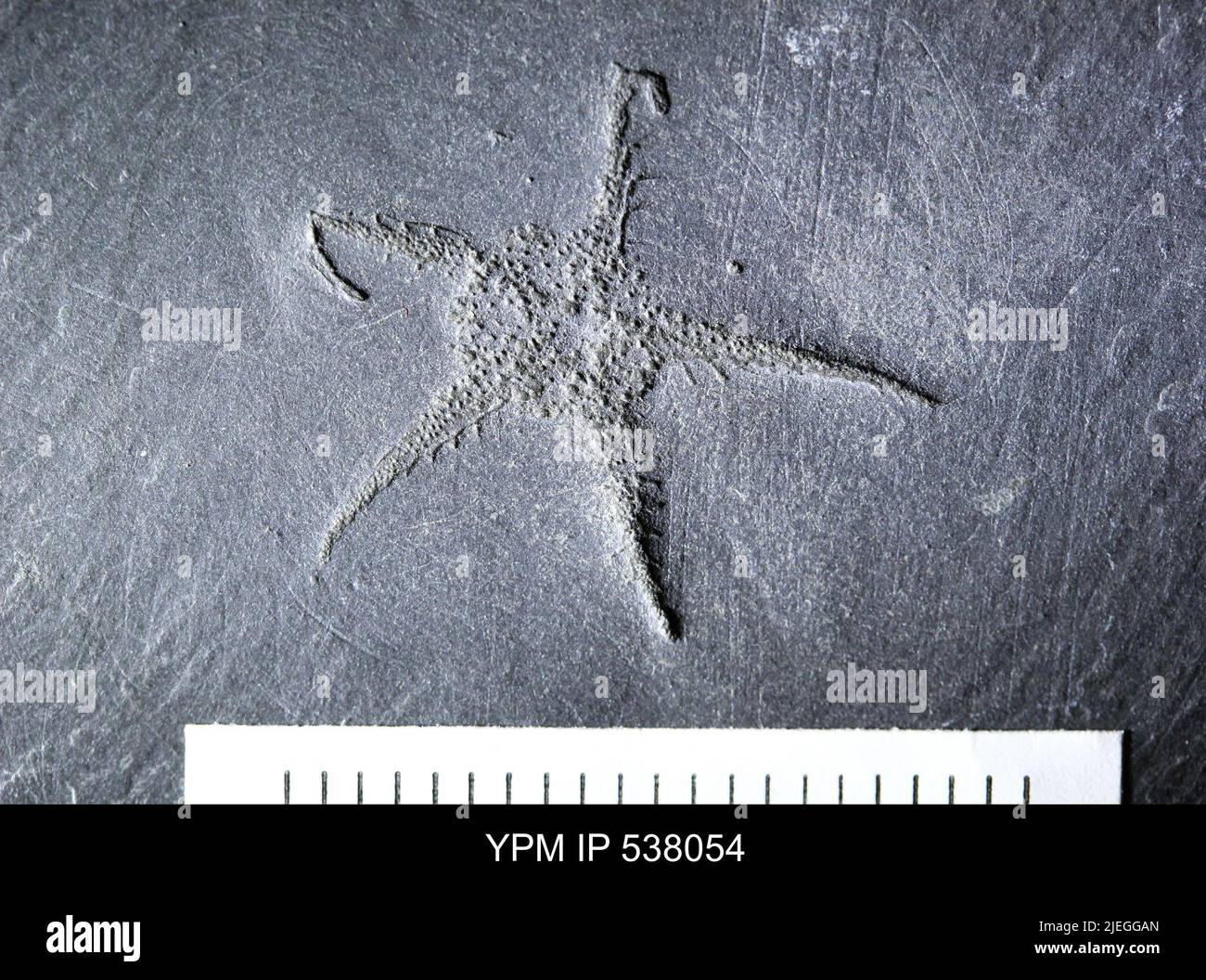 Bundenbachia beneckei (Sturtz Stock Photo - Alamy