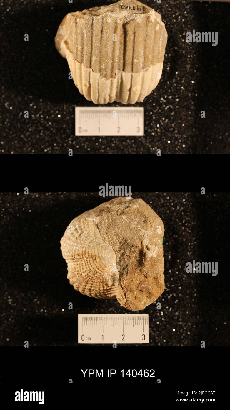 Productus (Dictyoclostus) indicus Stock Photo - Alamy