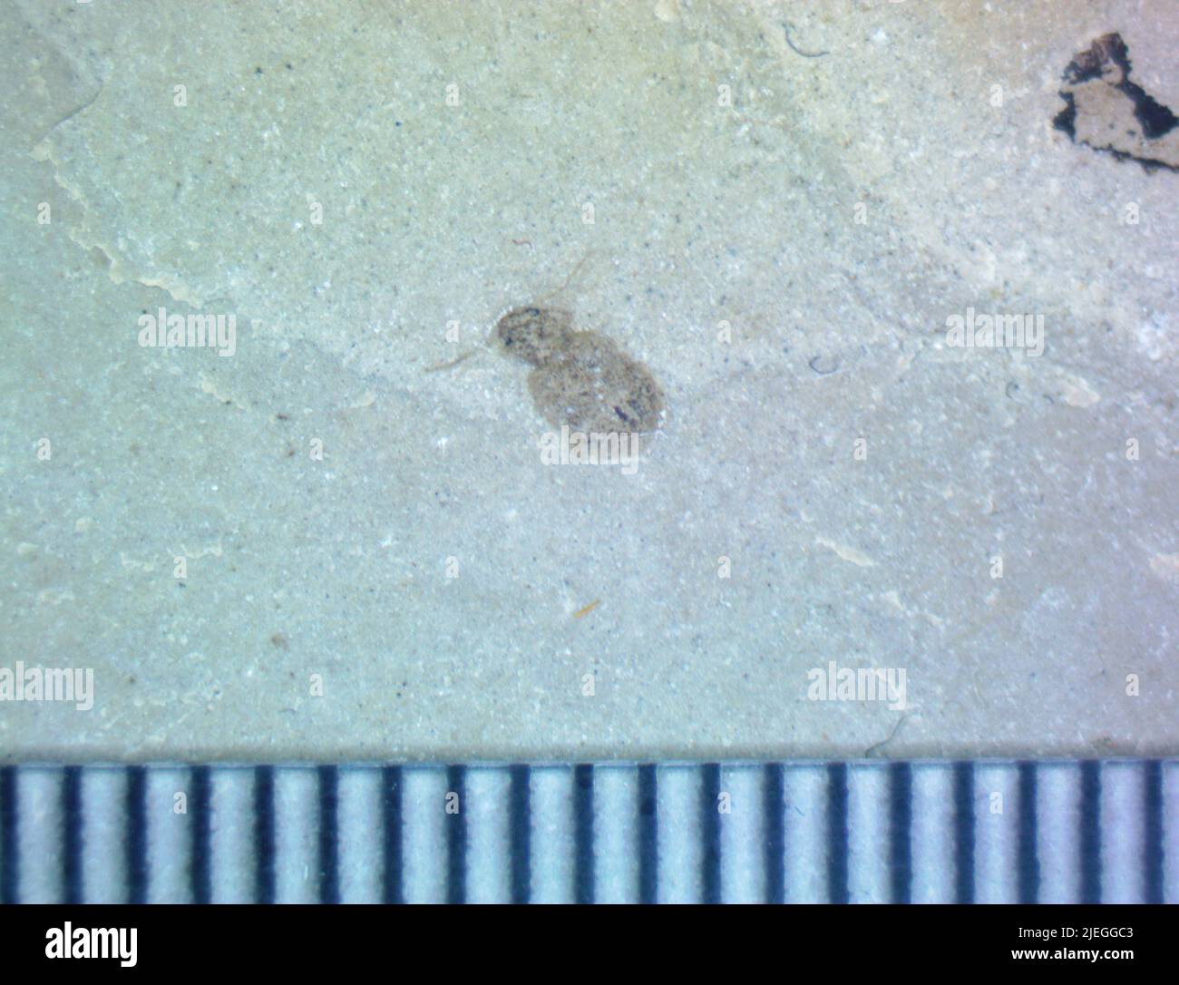 Coleoptera identification hi-res stock photography and images - Alamy