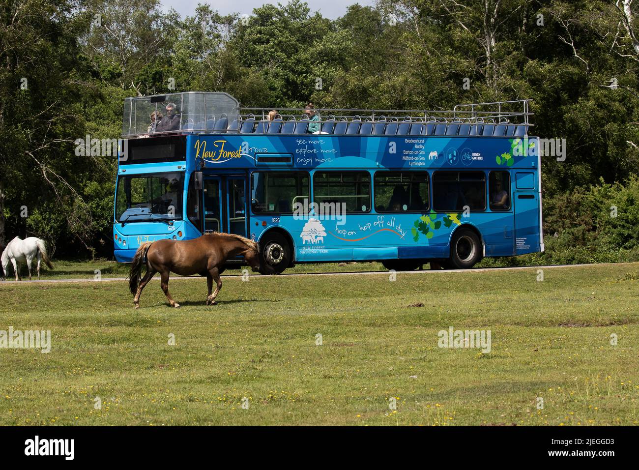 Horse open top bus hi-res stock photography and images - Alamy