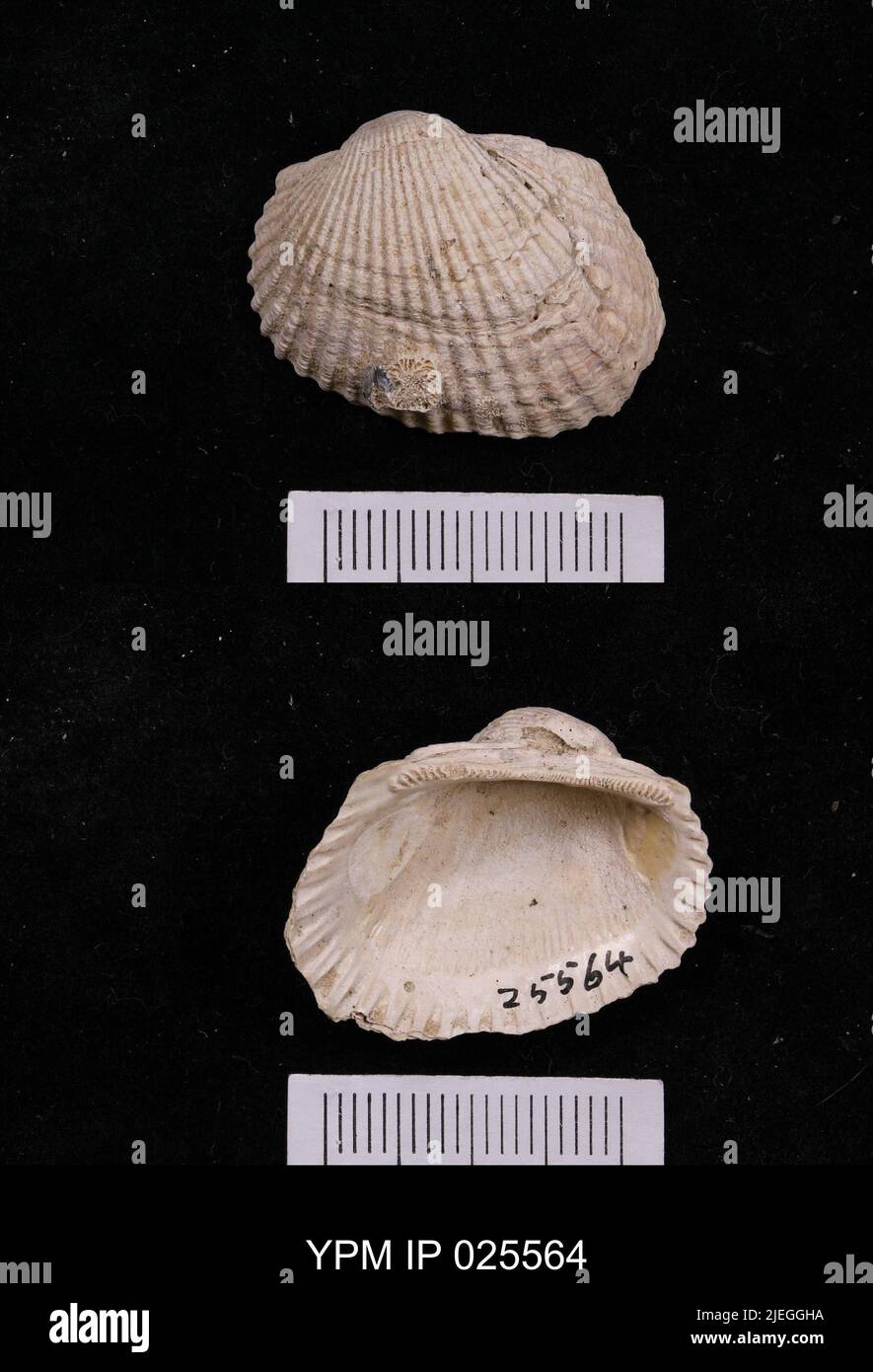 Arca sp animalia hi-res stock photography and images - Alamy