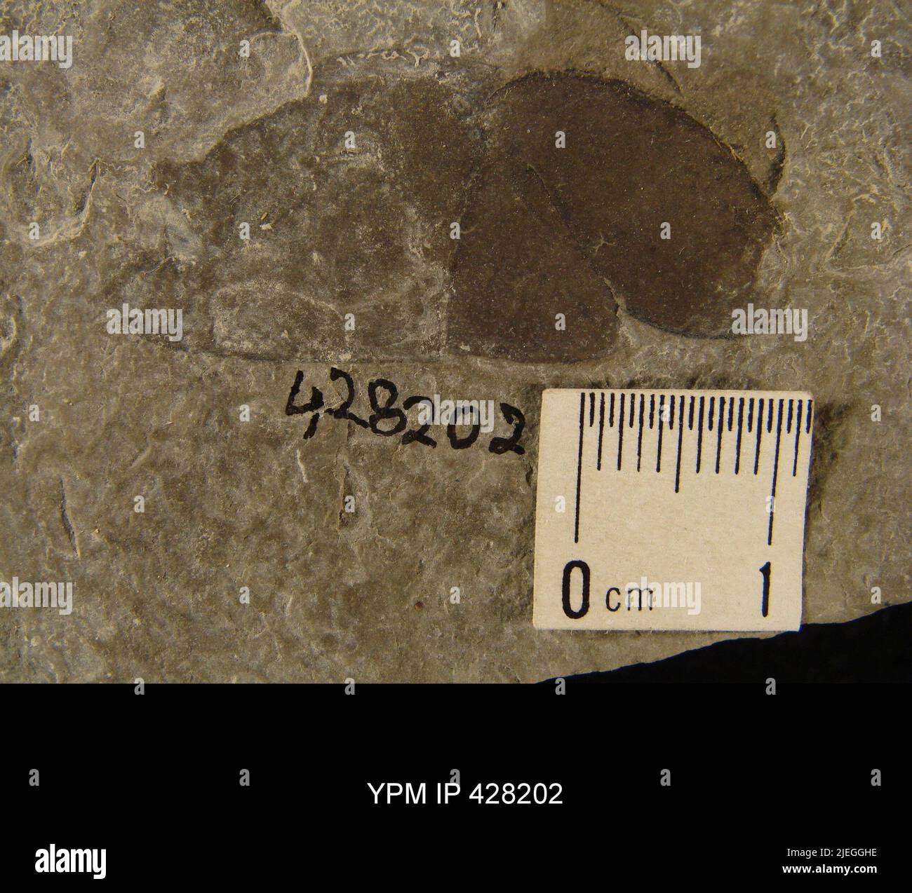 Eurypterus sp animalia hi-res stock photography and images - Alamy