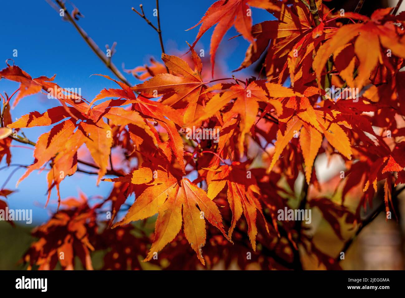 Red japanese momiji maple leaves branch with sunlight in autumn season Stock Photo - Alamy