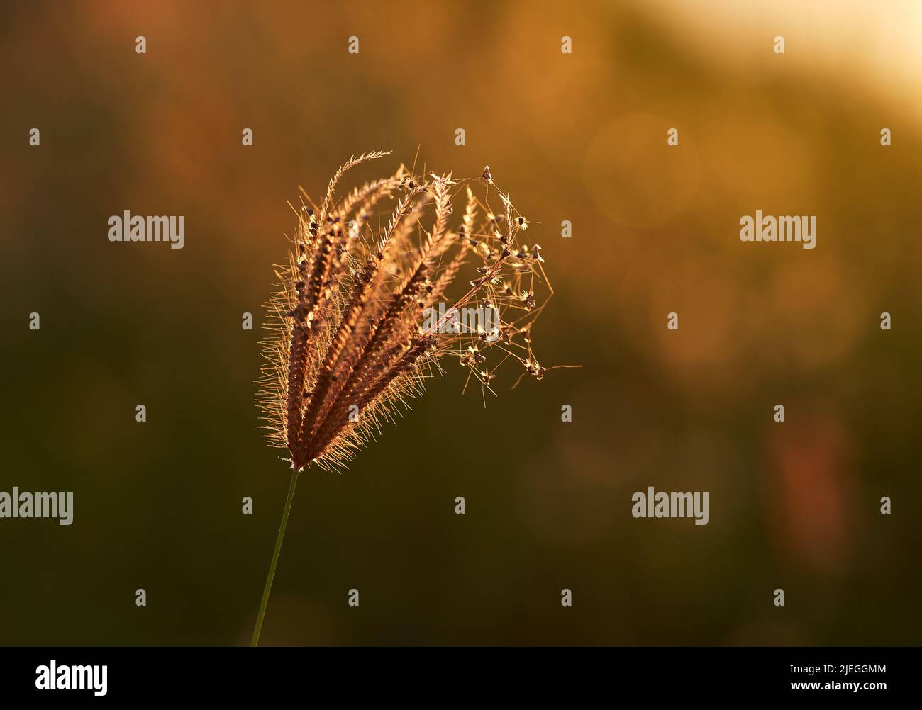 grass in the wind Stock Photo - Alamy