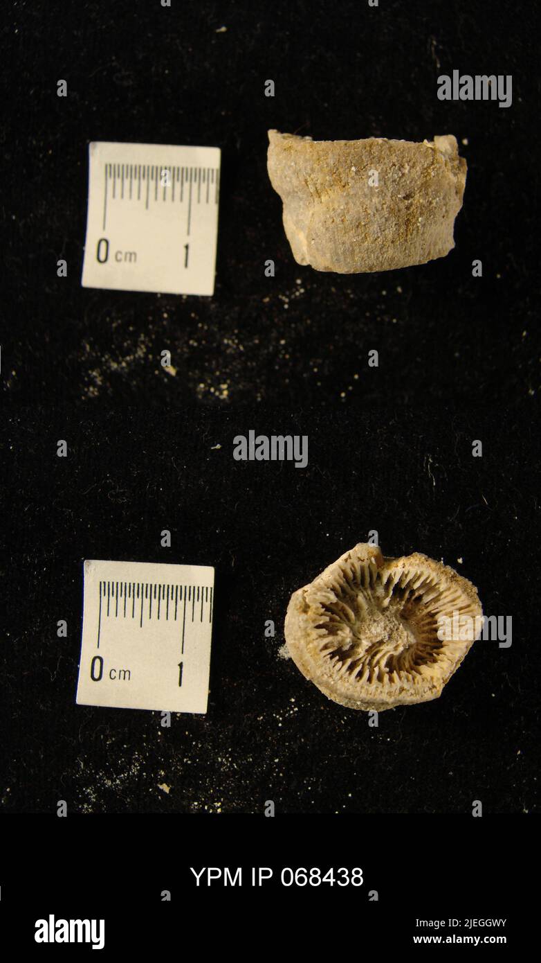 Geometricum hi-res stock photography and images - Alamy