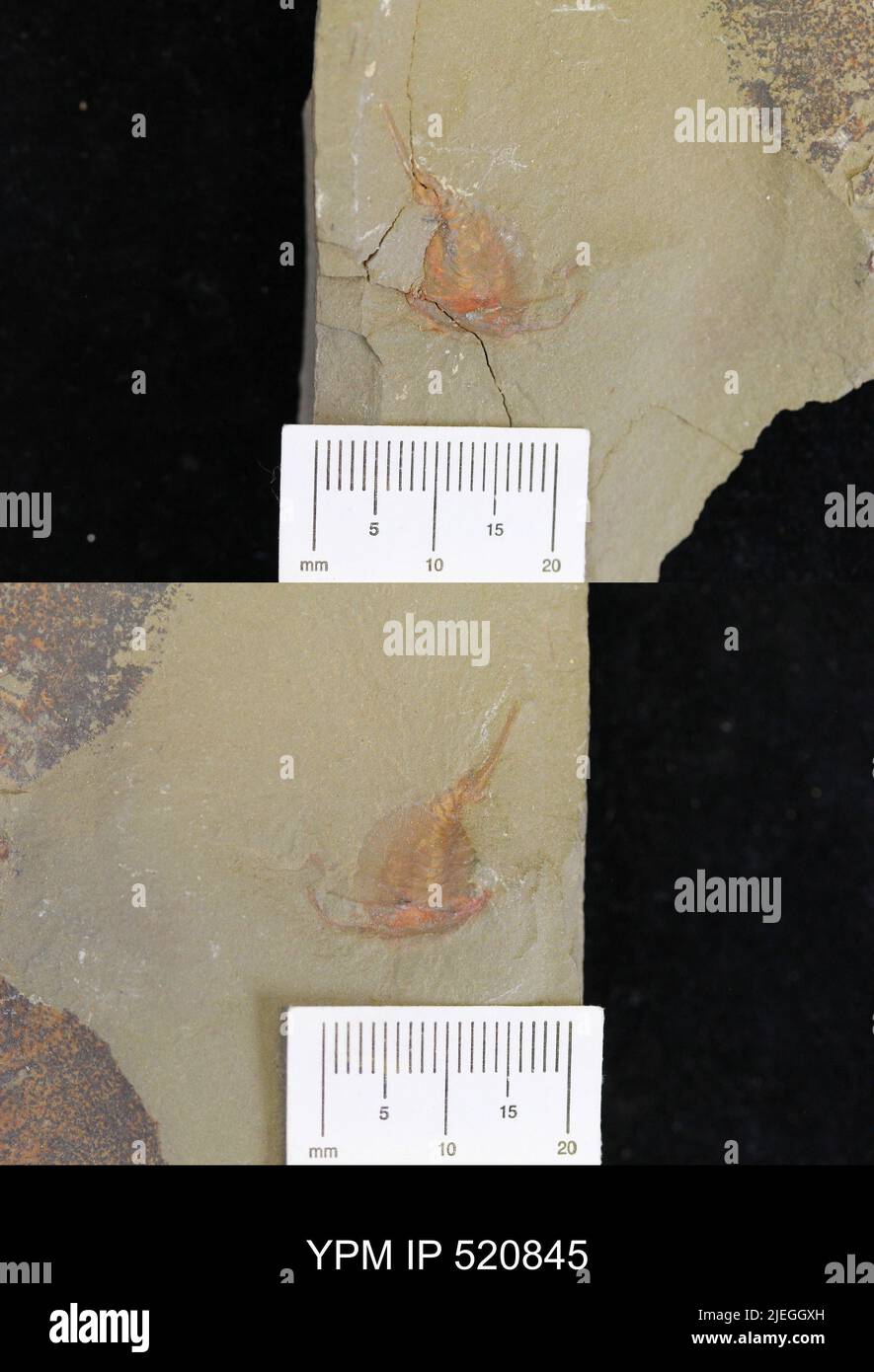 Xiphosurida hi-res stock photography and images - Alamy