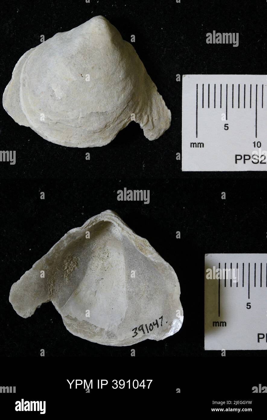 Anomia simplex dorbigny hi-res stock photography and images - Alamy