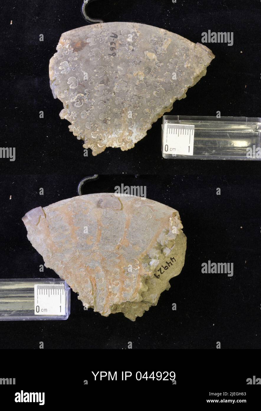 Sphenodiscus lenticularis owen animalia hi-res stock photography and ...