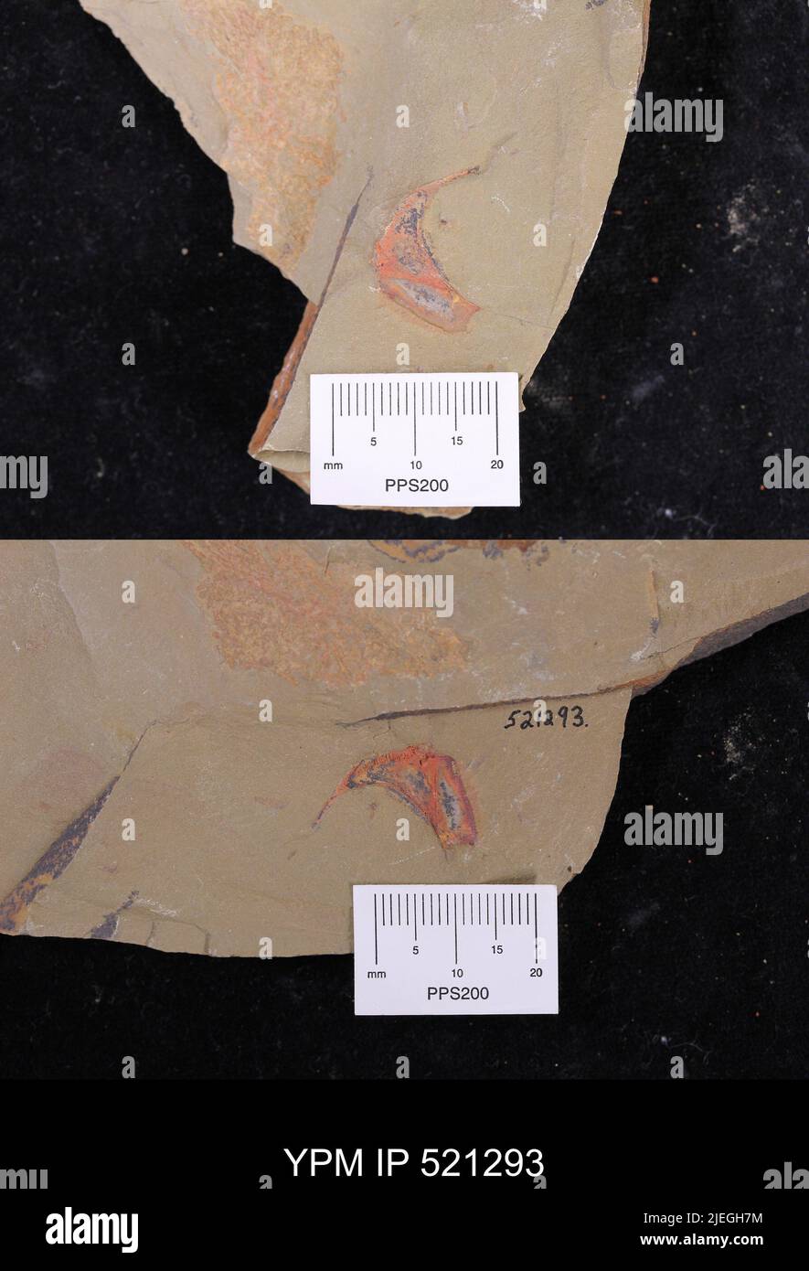 Cothurnocystis hi-res stock photography and images - Alamy