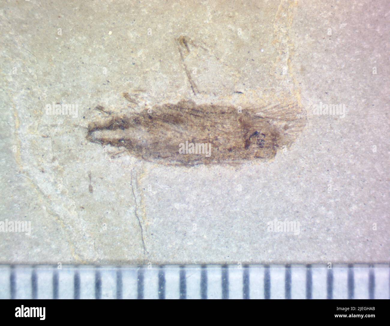 Undet pterygota animalia hi-res stock photography and images - Alamy