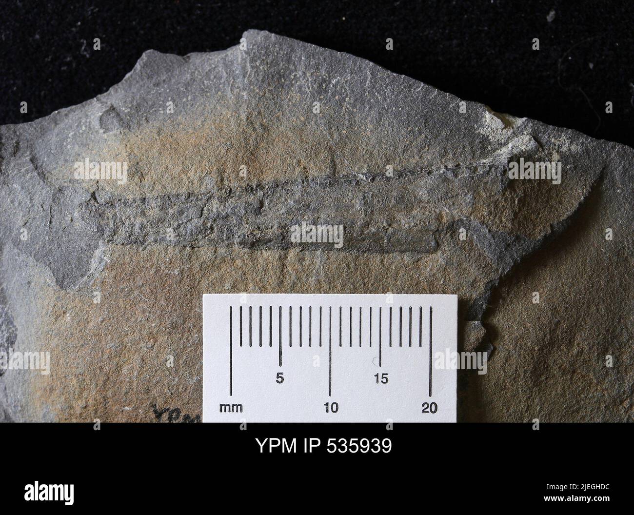 Eurypterus pittsfordensis Sarle Stock Photo - Alamy