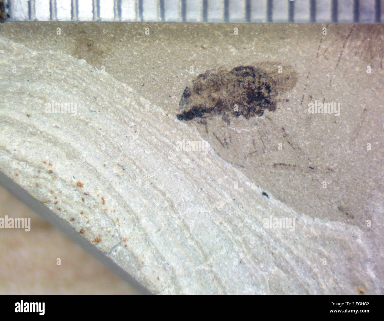 Undet pterygota animalia hi-res stock photography and images - Alamy