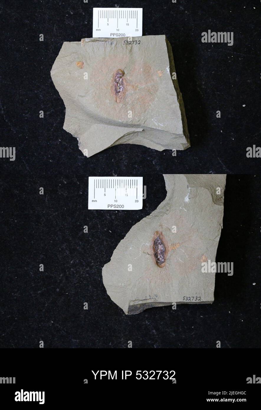 Xiphosurida hi-res stock photography and images - Alamy