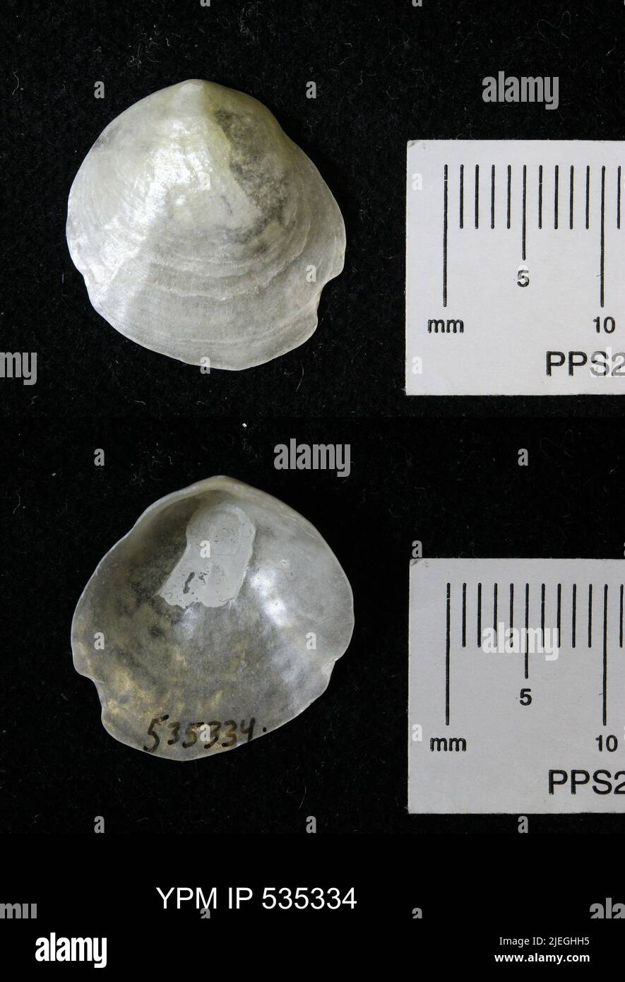 Anomia simplex dorbigny hi-res stock photography and images - Alamy