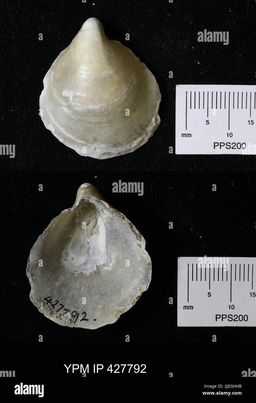 Anomia sp animalia hi-res stock photography and images - Alamy