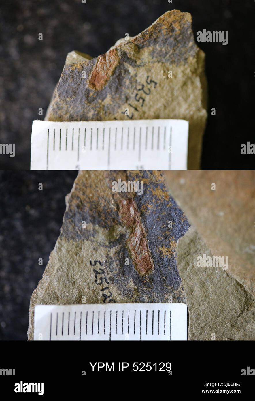 Graptolithina graptolites hi-res stock photography and images - Alamy