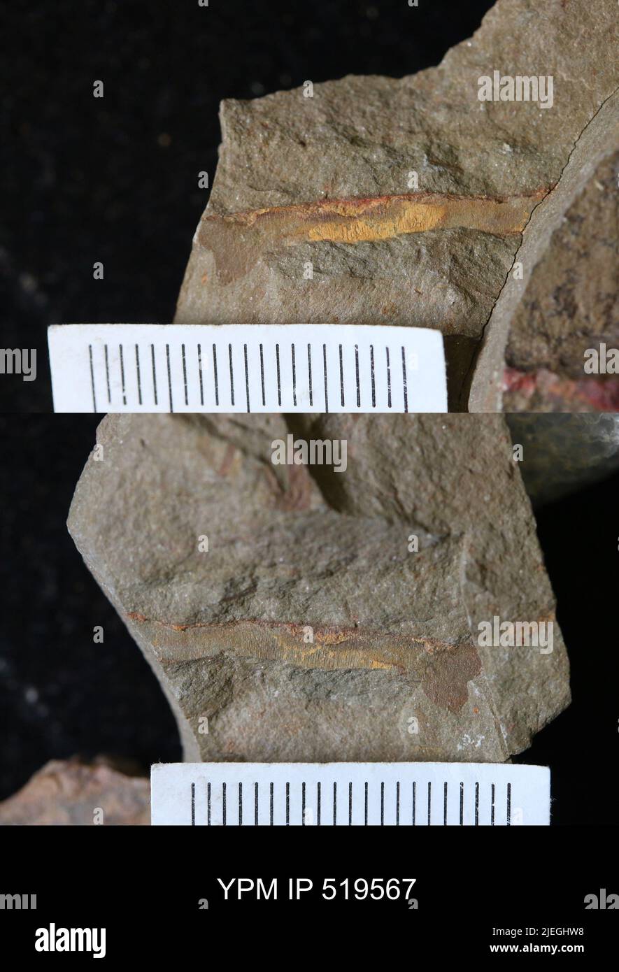 Sphenothallus sp animalia hi-res stock photography and images - Alamy